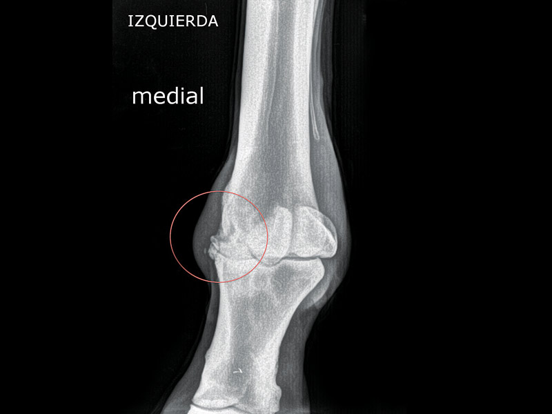 Anatomía De La Rodilla Del Caballo Huesos D Miembro