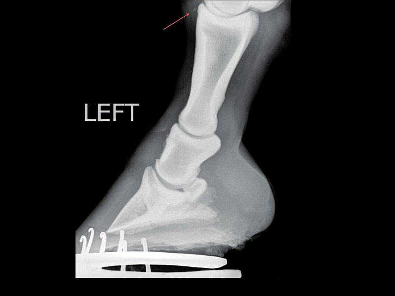 Anatomía De La Rodilla Del Caballo Huesos D Miembro