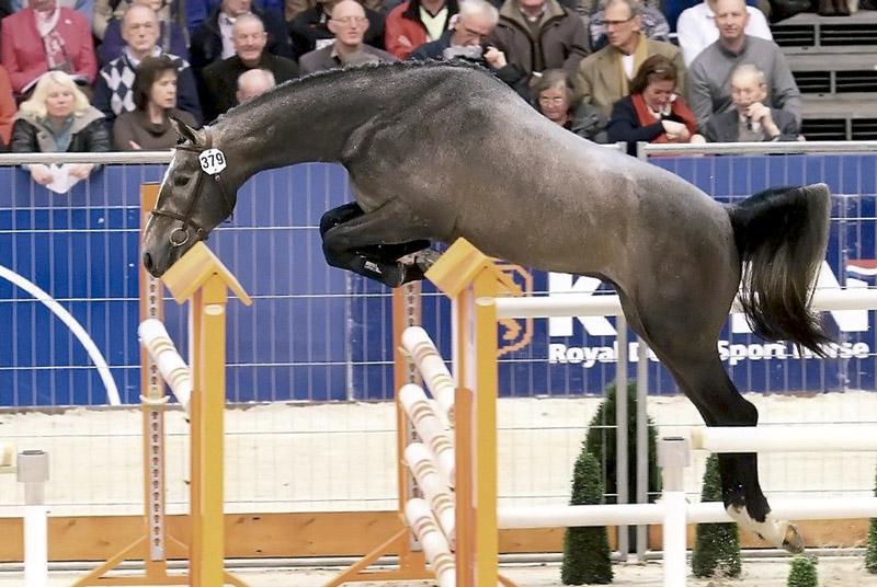 Caballo Potro Saltando