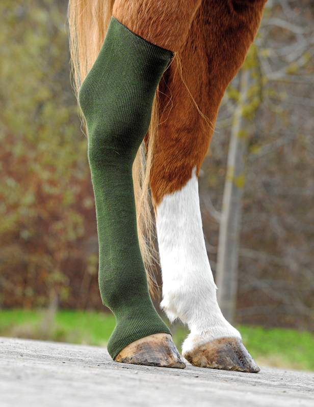 Anatomía De Las Patas De Los Caballos